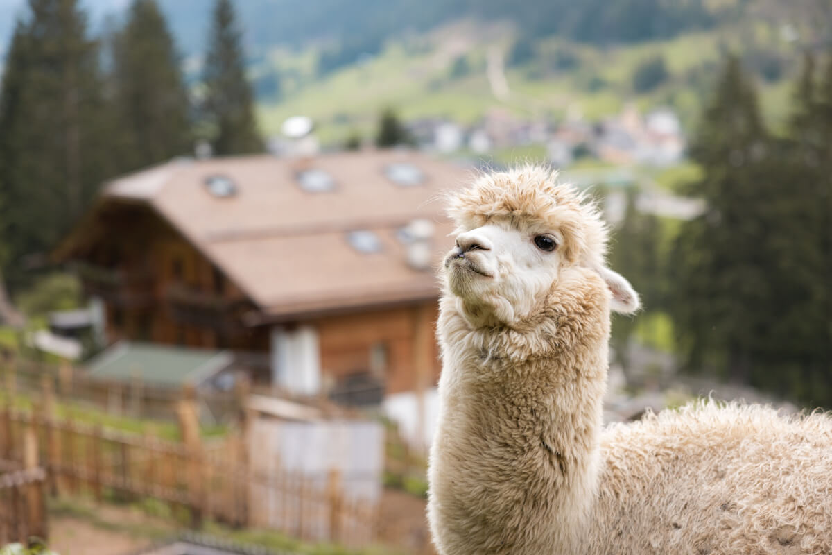 Farm tour in the Dolomites | MTH